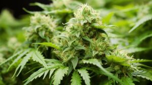 Tsunami Strain Information & Effects