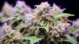 SPK Weed Strain Information & Effects