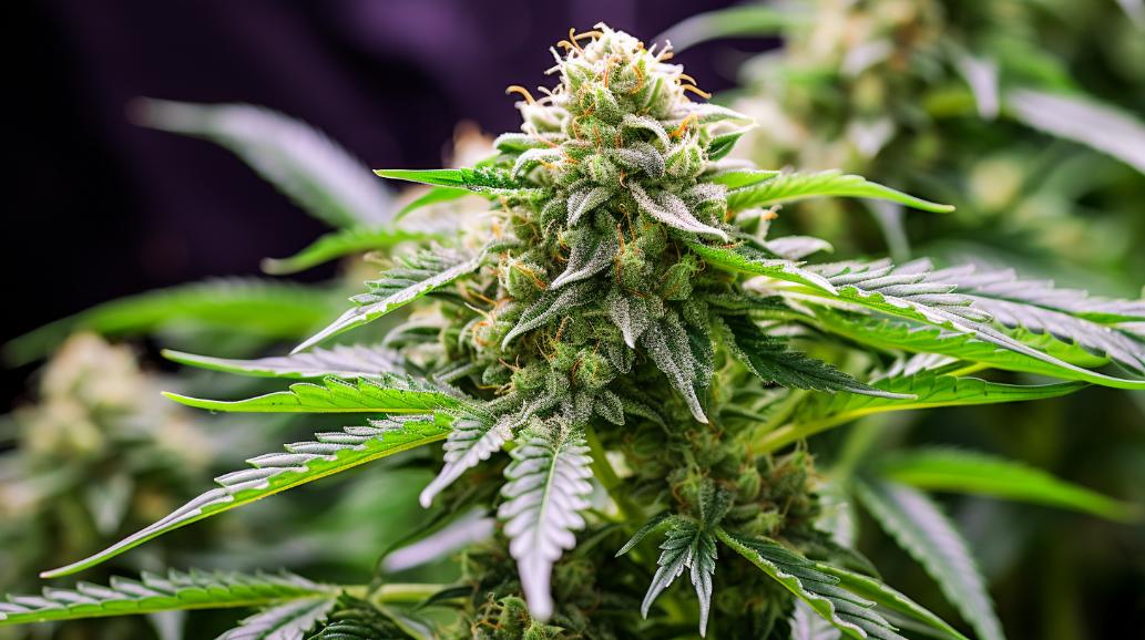 Grape Pie Strain Information & Effects