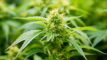 Papaya Punch Weed Strain Information & Effects