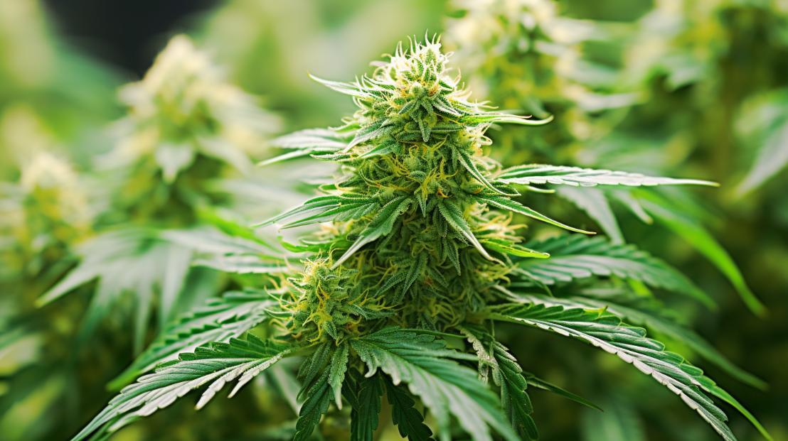 Ice Cream Weed Strain Information & Effects