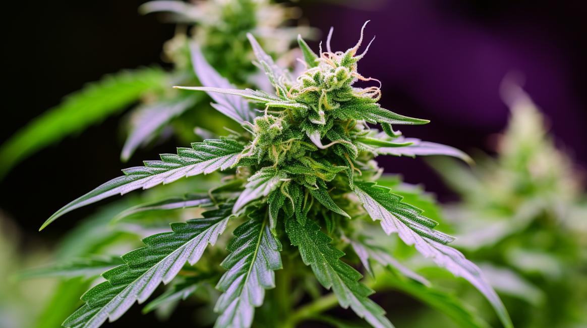 Blueberry Cookies Strain Information & Effects