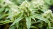 White Guava Strain Information & Effects