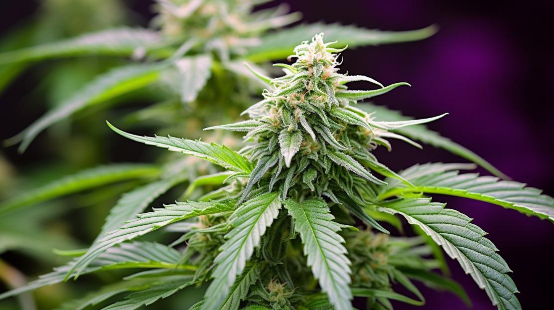 Grape Diamonds Strain Information & Effects