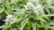 Ice Strain of Weed Information & Effects