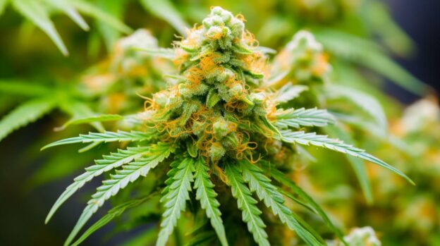 Puro Loco Strain Information & Effects