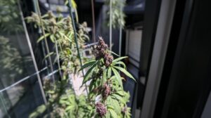 Berry Runtz Strain Information & Effects