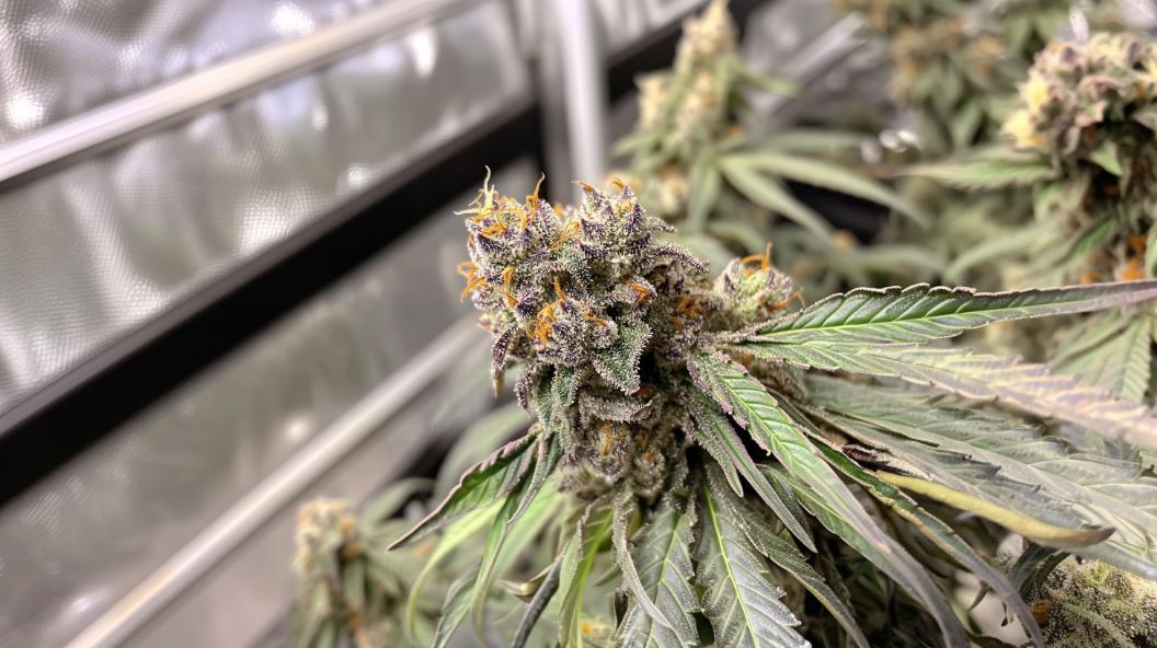 Space Mints Strain Information & Effects