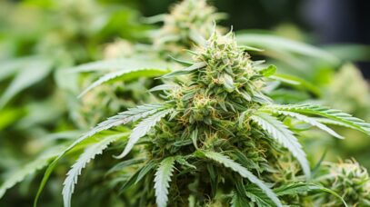 Dogwalker OG Strain Information & Effects