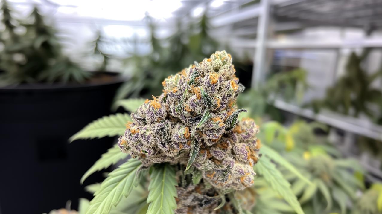 Banana Milk Strain Information & Effects