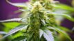 Big Bud Strain Information & Effects