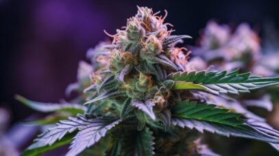 Ice Cream Gelato Weed Strain Information & Effects