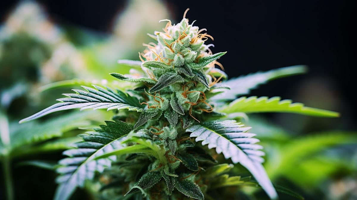 GMO Crasher Weed Strain Information & Effects