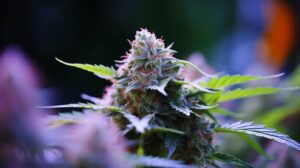 Pixie Stix Weed Strain Information & Effects