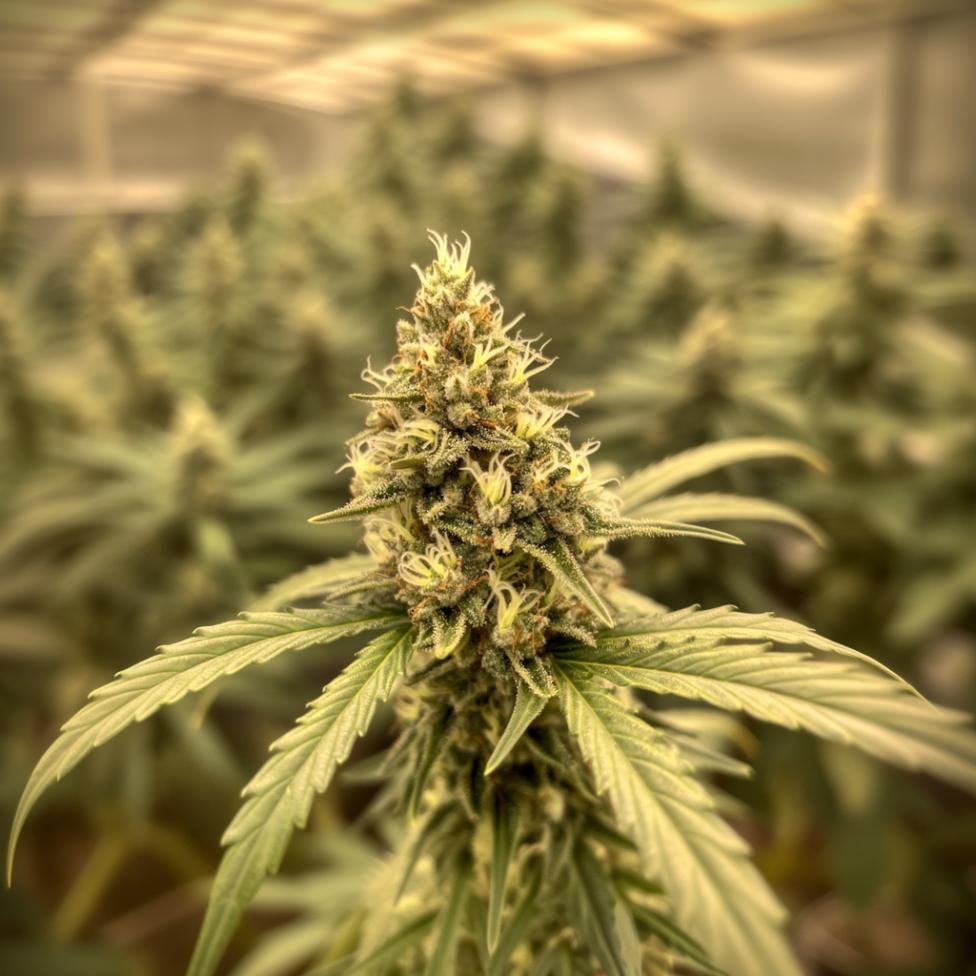 Sour Lemon Weed Strain Information & Effects