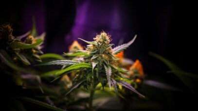 Biker Kush Weed Strain Information & Effects