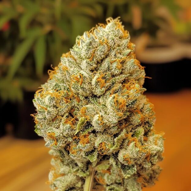 Banana Pudding Weed Strain Information & Effects