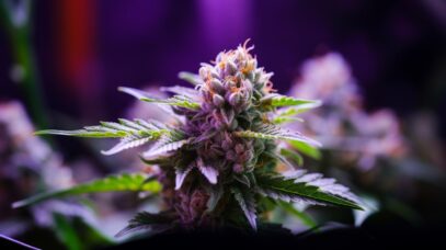 Tropical Trainwreck Weed Strain Information & Effects