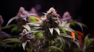 Tropical Cherry Strain Information & Effects