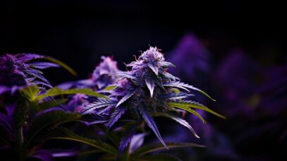 Blueberry Space Cake Weed Strain Information & Effects