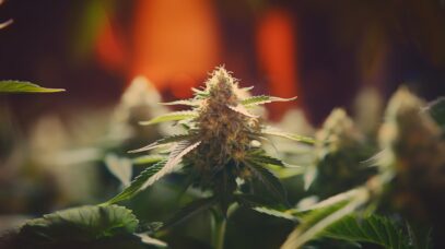 Lychee Weed Strain Information & Effects