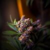 Rainbow Runtz Weed Strain Information & Effects