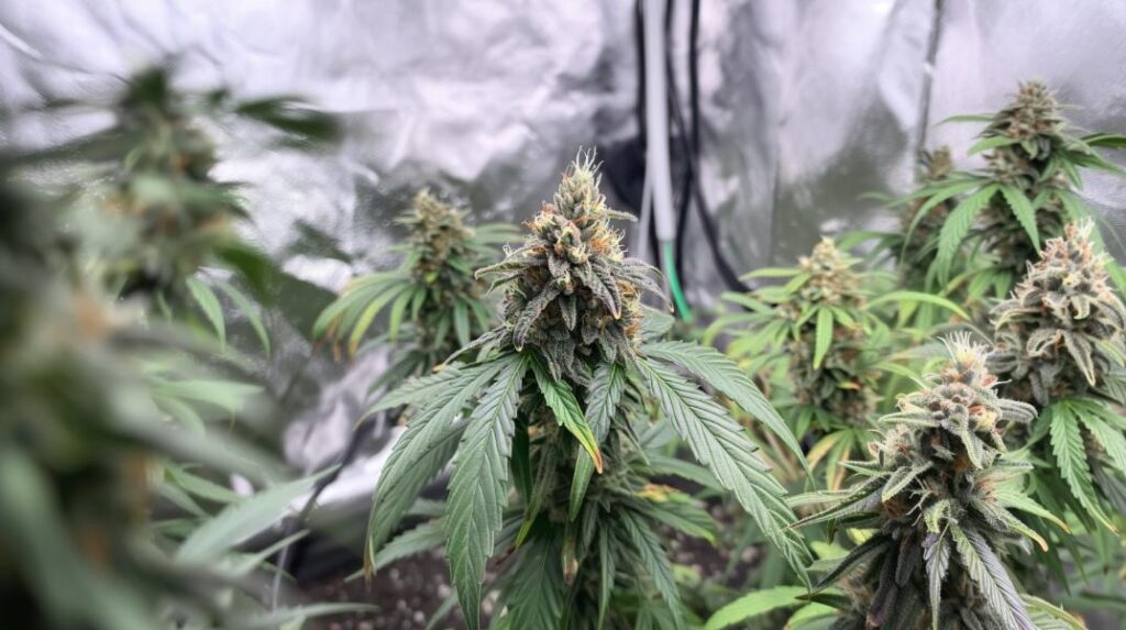 Tropical Cherry Strain Information & Effects