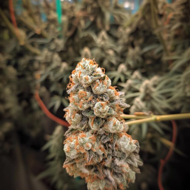 South Beach Weed Strain Information & Effects