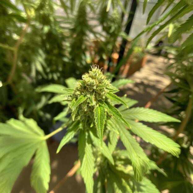 Mango Dream Weed Strain Information & Effects