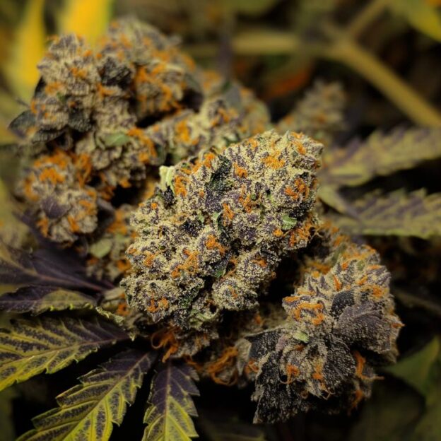 Black African Magic Weed Strain Information & Effects
