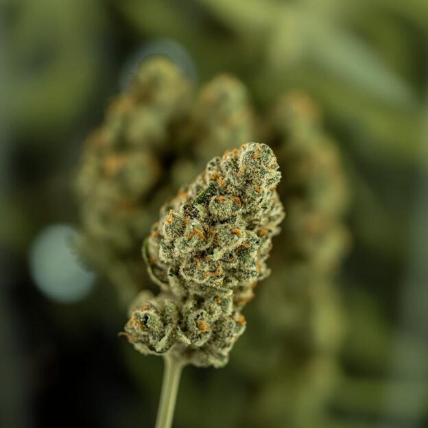 Jealous Banana Weed Strain Information & Effects