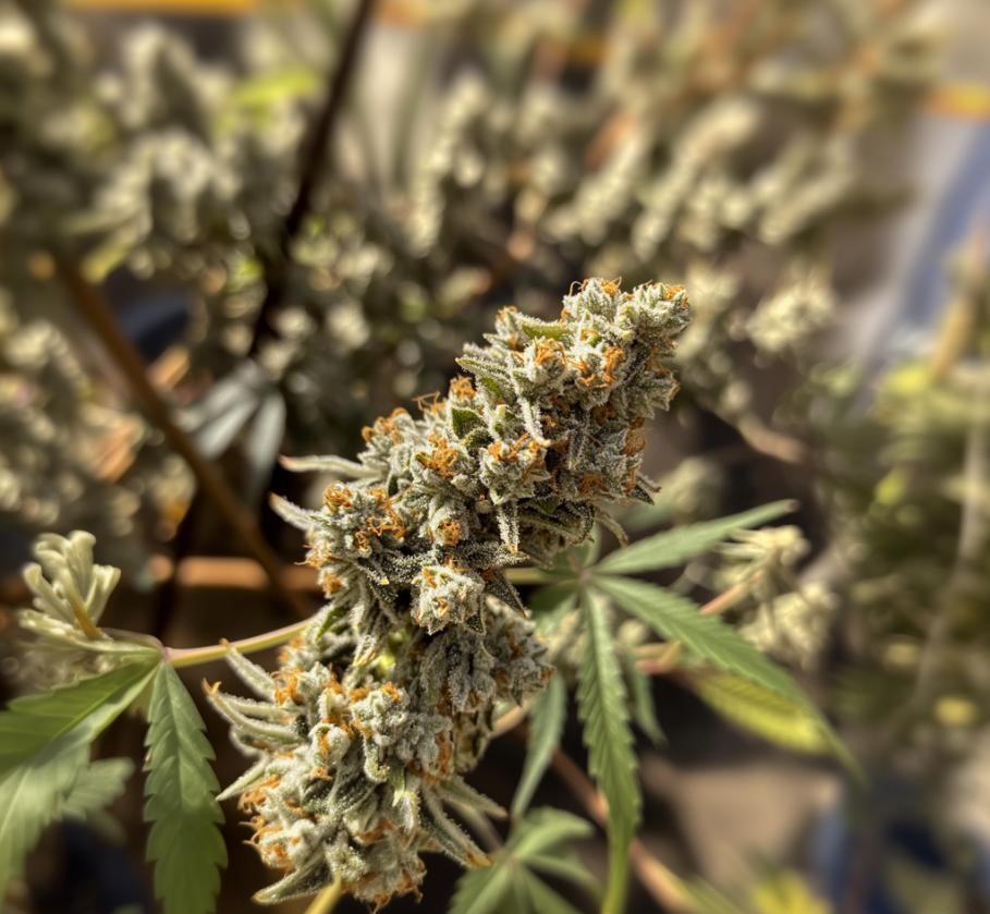 Chunky Rock Candy Weed Strain Information & Effects