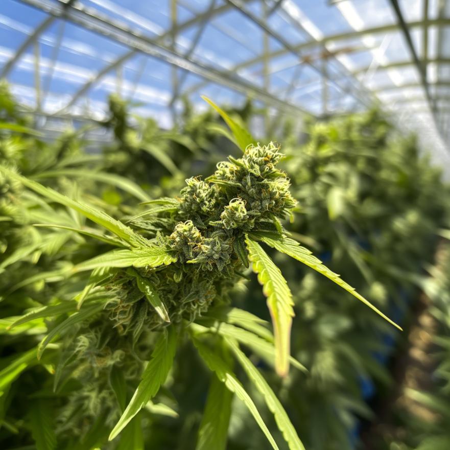 Lemon Jeffery Weed Strain Information & Effects