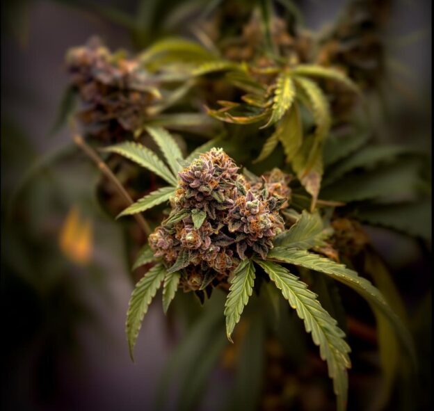 Grape Juice Weed Strain Information & Effects