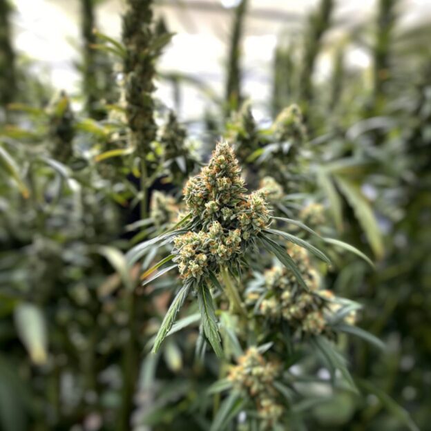 Project Z Weed Strain Information & Effects