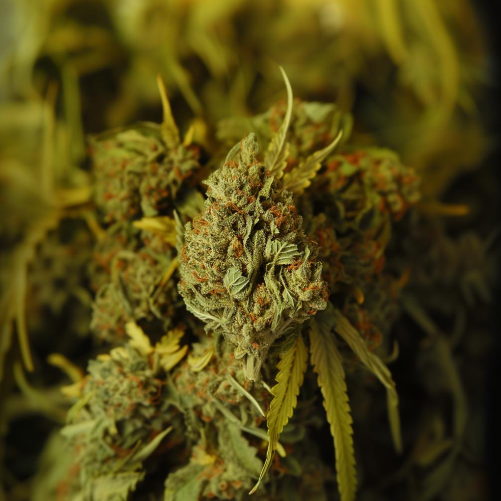 Apple Juice Weed Strain Information & Effects