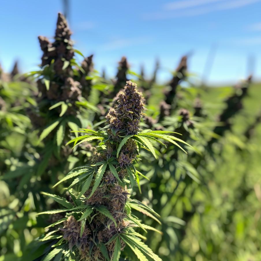 Animal Sherbert Weed Strain Information & Effects