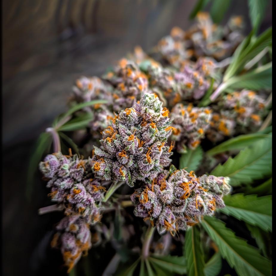 Sherbet Cookies Weed Strain Information & Effects