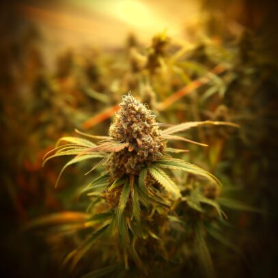 Sherbert Weed Strain Information & Effects