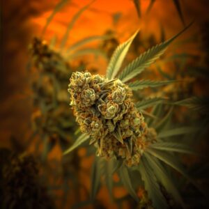 LSD Weed Strain Information & Effects