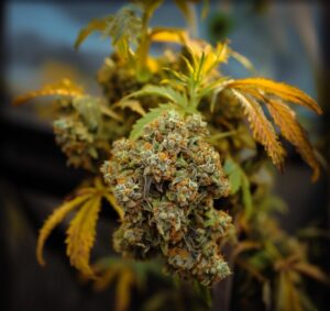 Pastries Weed Strain Information & Effects