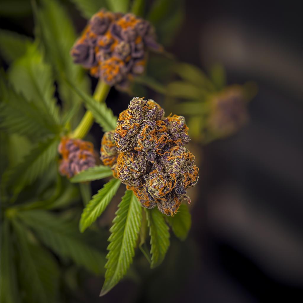 Old Family Purple Weed Strain Information & Effects