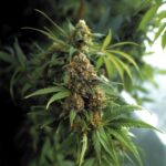 Tally Mon Weed Strain Information & Effects