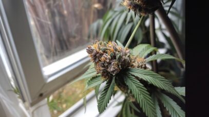 Future 1 Strain Information & Effects