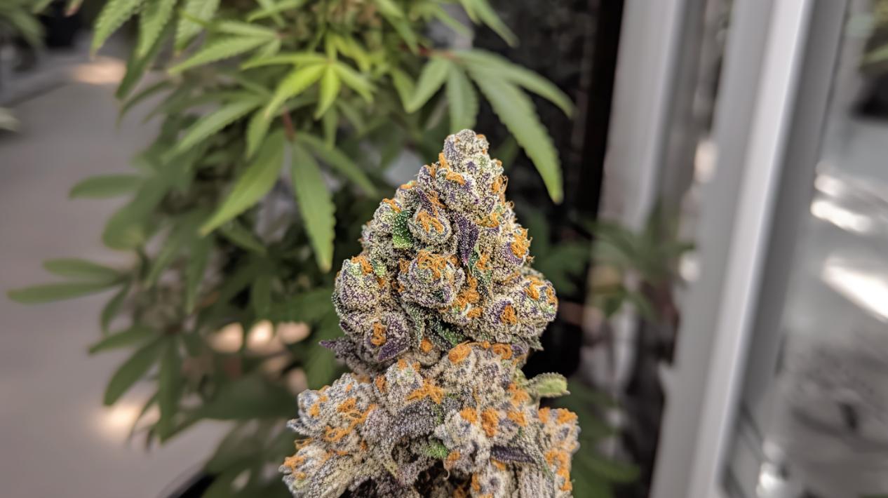 Rose Gold Strain Information & Effects