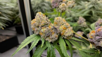 Double Scoop Strain Information & Effects
