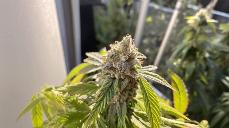 Explore All Weed Strains on Sativa University