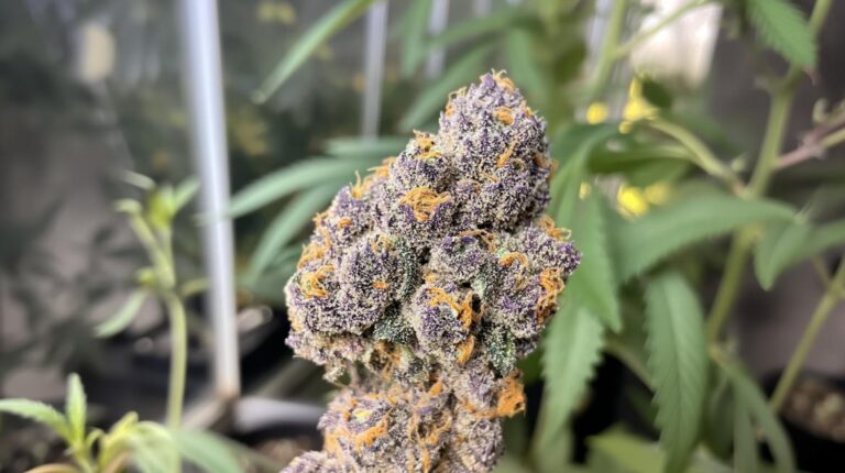 Super Gremlin Strain Information & Effects