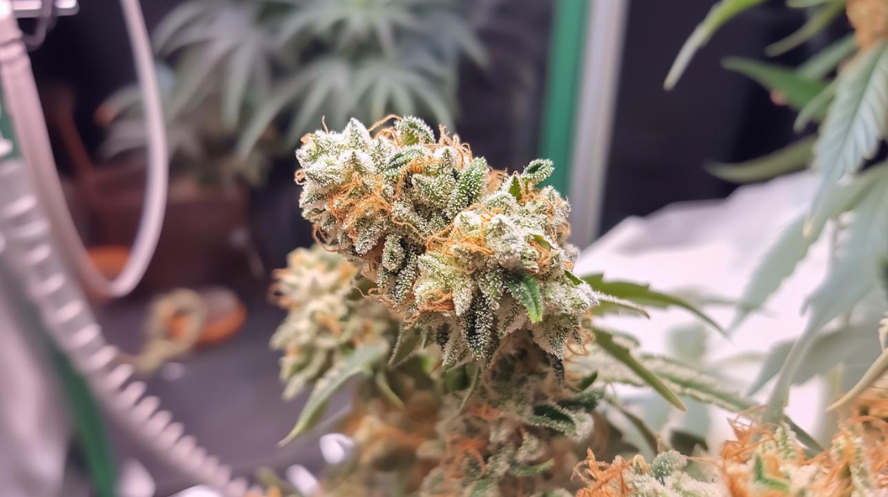 Explore All Weed Strains on Sativa University