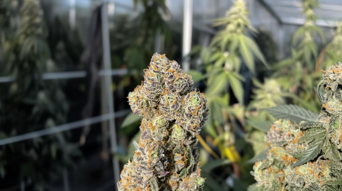 Motor Cake Strain Information & Effects